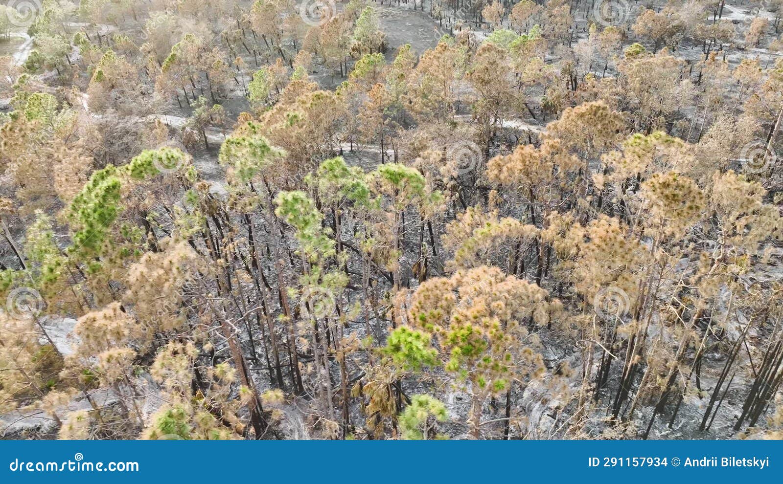 Devastated Forest Ground Covered with Ash Layer and Charred Dead ...