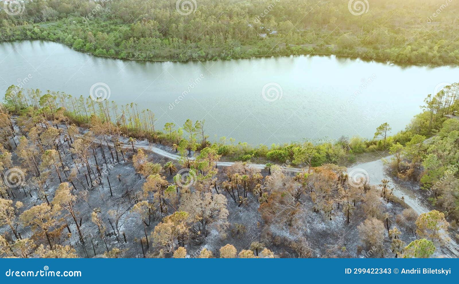 Devastated Forest Ground Covered with Ash Layer and Charred Dead ...