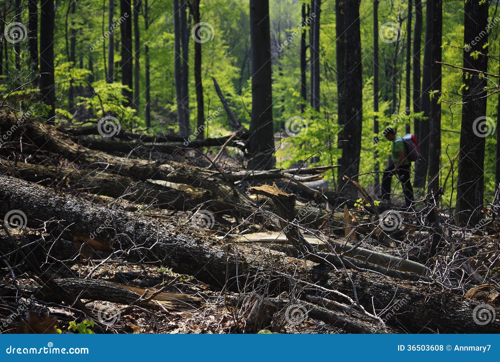 Devastated forest stock photo. Image of devastate, plants - 36503608