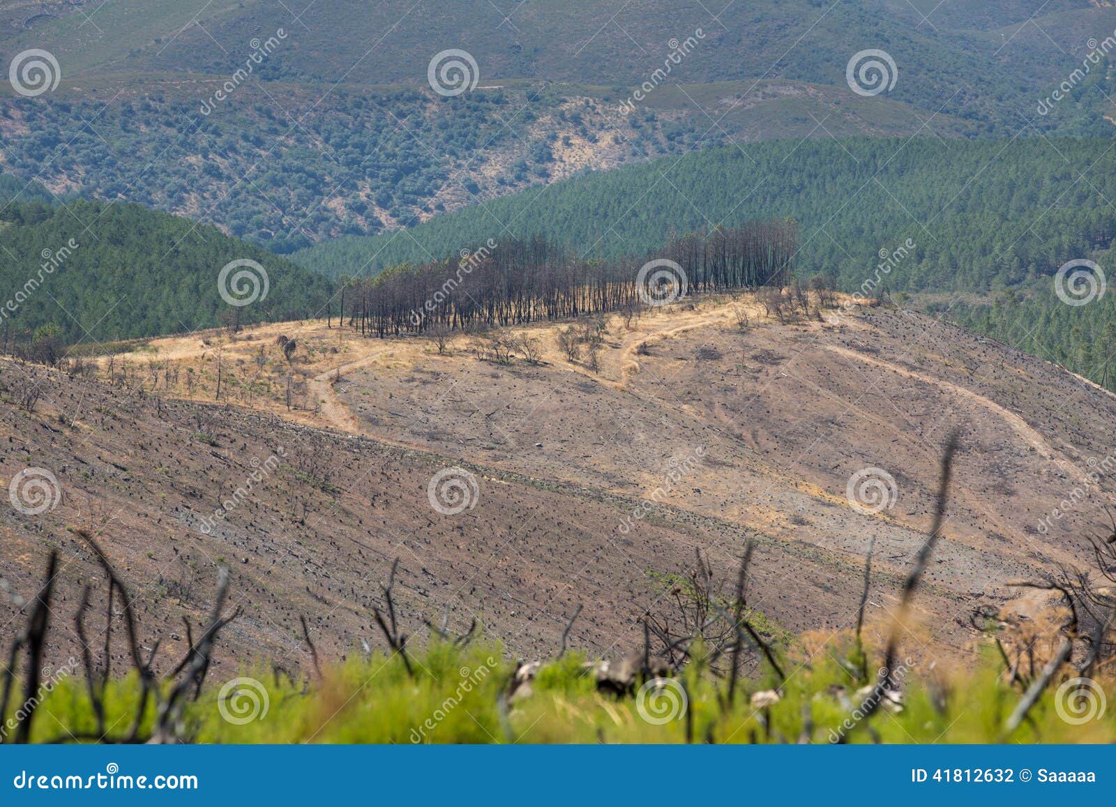 Devastated forest stock photo. Image of devastated, devastating - 41812632