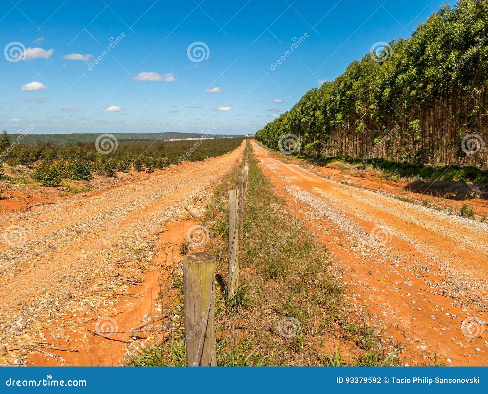 Devastated Land in Eucalyptus Plantation Stock Photo - Image of paper ...