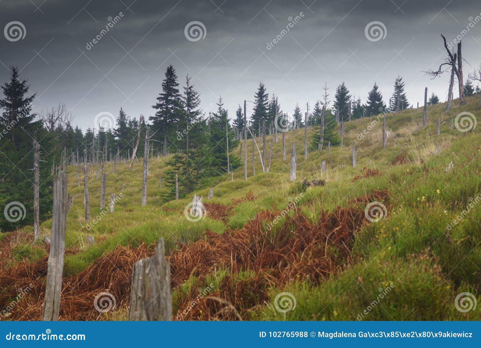 Devastated Trees in the Giant Mountains Stock Photo - Image of poland ...