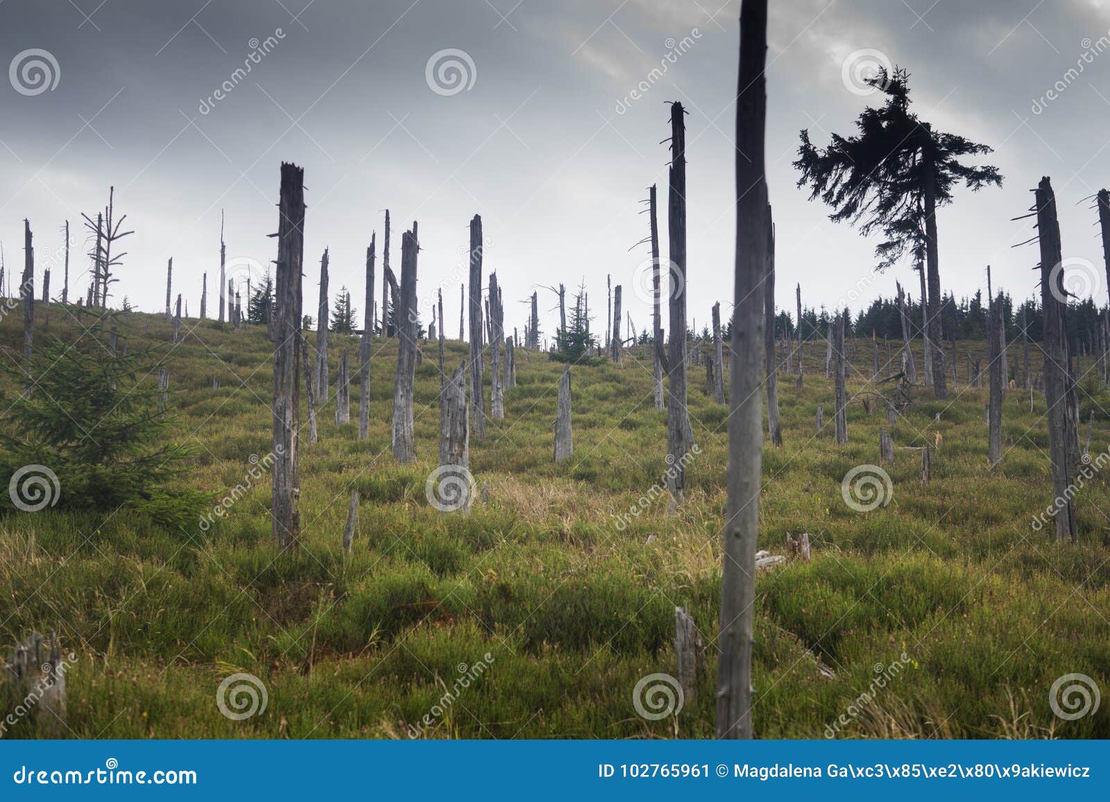 Devastated Trees in the Giant Mountains Stock Image - Image of ...
