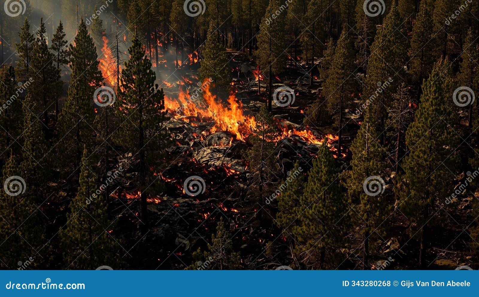 Devastating Forest Fire Causes Widespread Destruction And Environmental ...