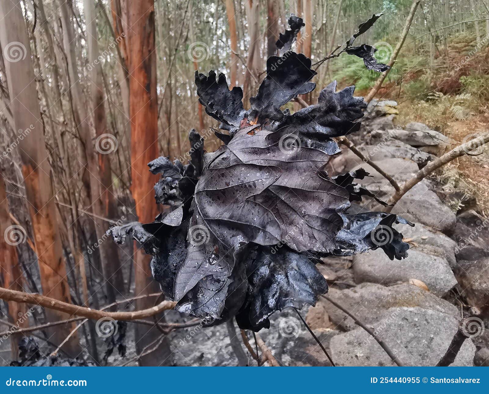 Devastation by a Large Forest Fire Stock Image - Image of nature, wood ...