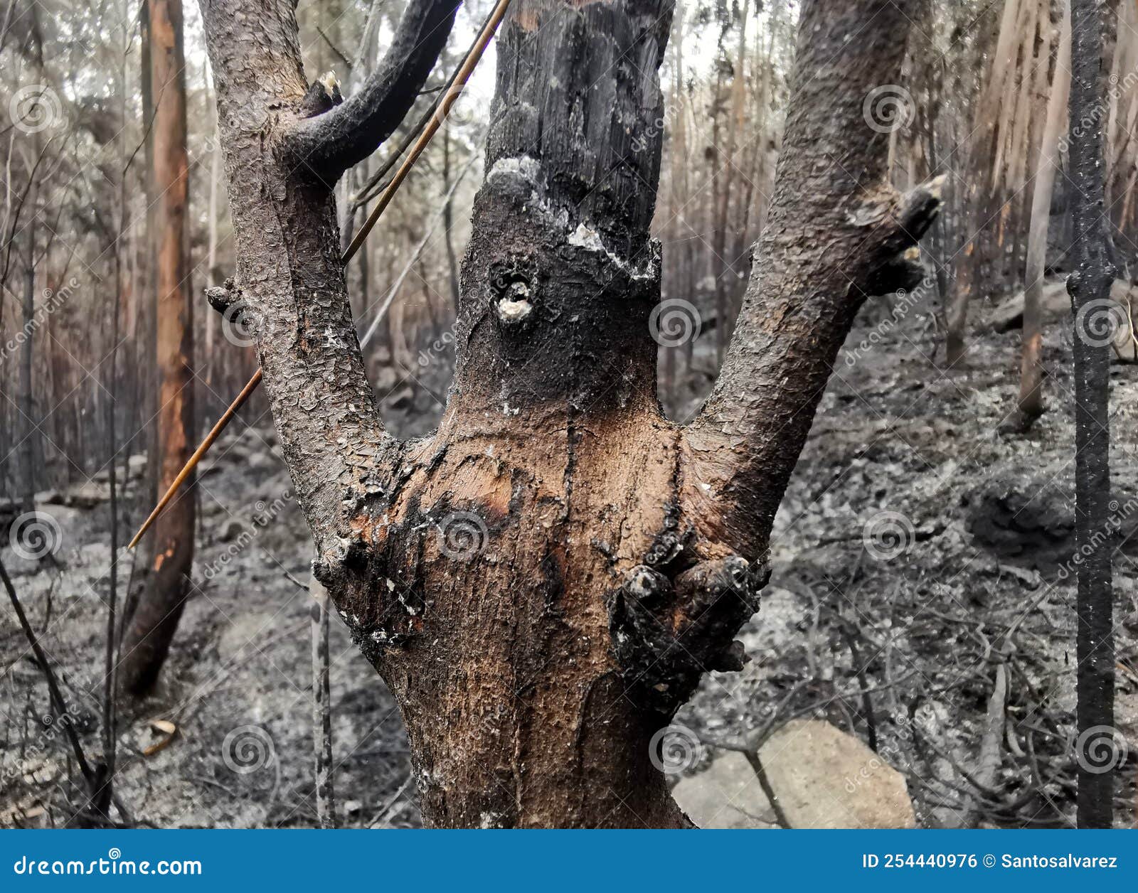 Devastation by a Large Forest Fire Stock Photo - Image of nature ...