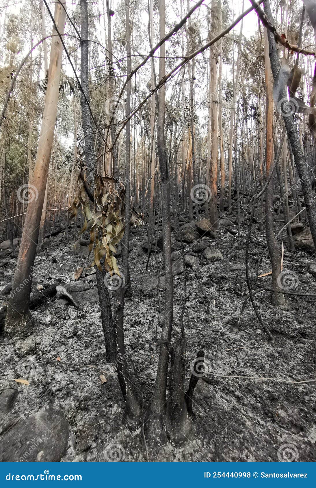 Devastation by a Large Forest Fire Stock Photo - Image of wall, terrain ...