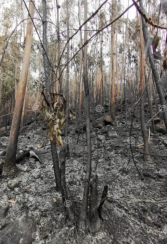 Devastation by a Large Forest Fire Stock Photo - Image of wall, terrain ...