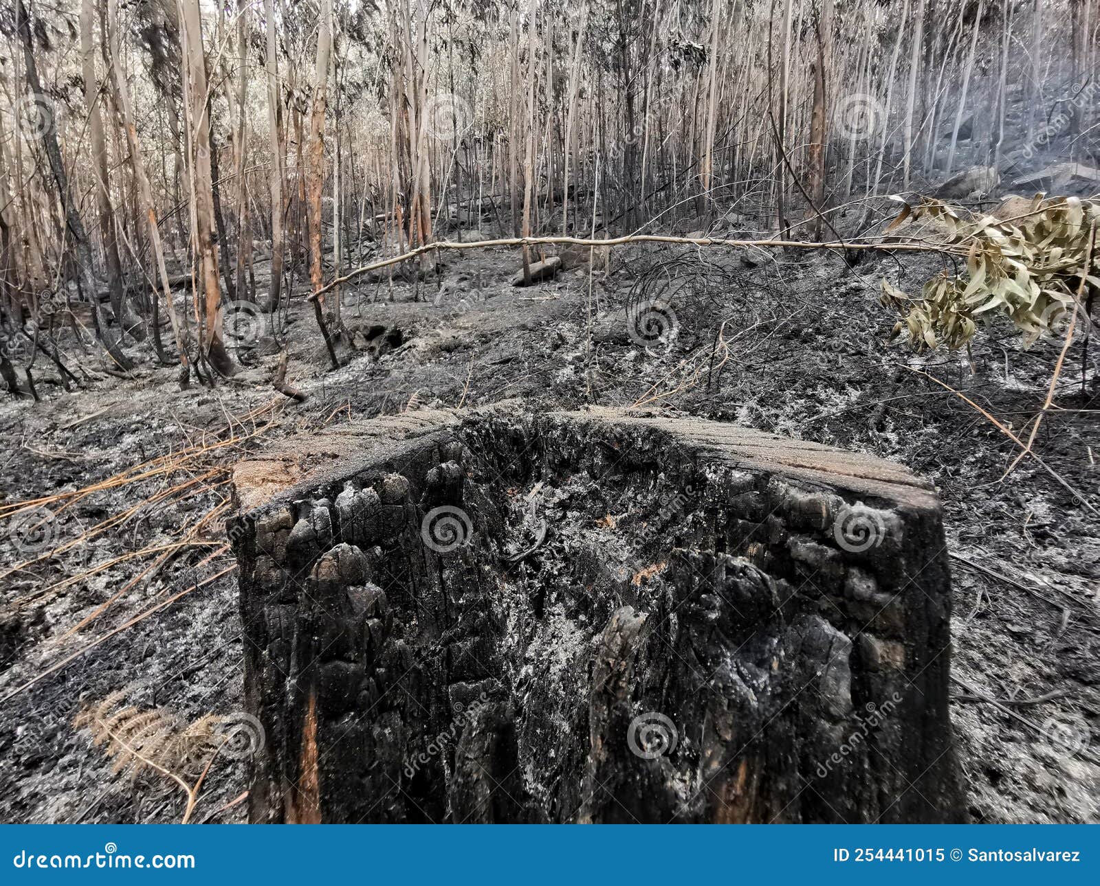 Devastation by a Large Forest Fire Stock Image - Image of wildlife ...