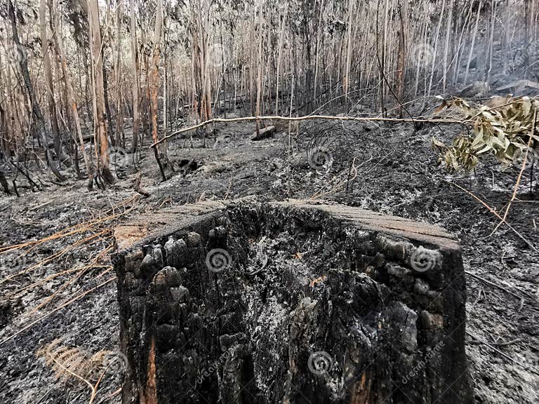 Devastation by a Large Forest Fire Stock Image - Image of wildlife ...