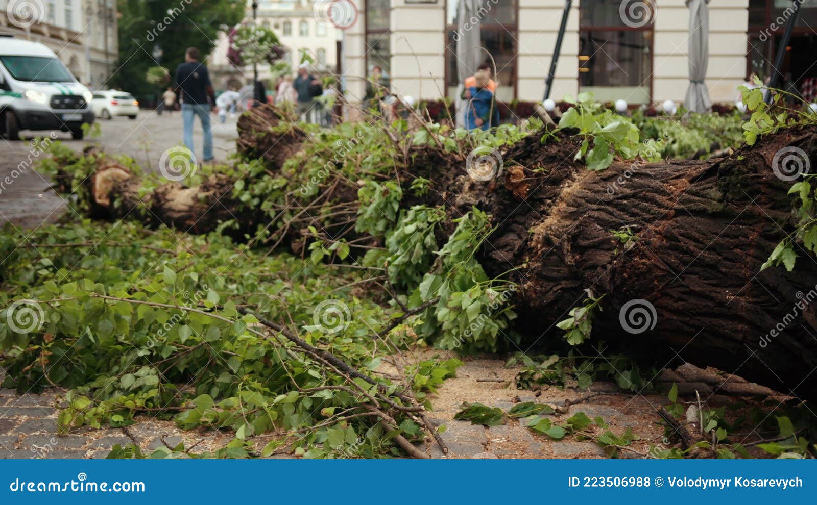 Devastation Has Made Many Trees Fall. Super Cyclone Uprooted Tree Which ...