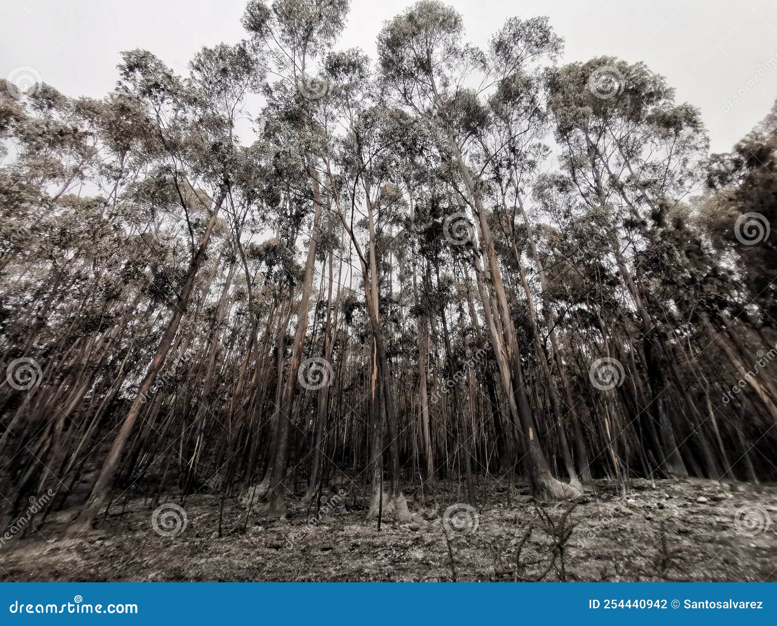 Devastation by a Large Forest Fire Stock Photo - Image of damage ...