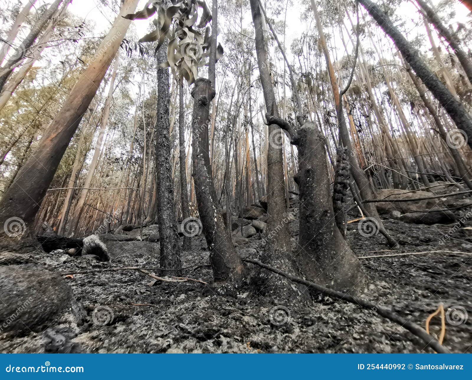 Devastation by a Large Forest Fire Stock Photo - Image of wilderness ...