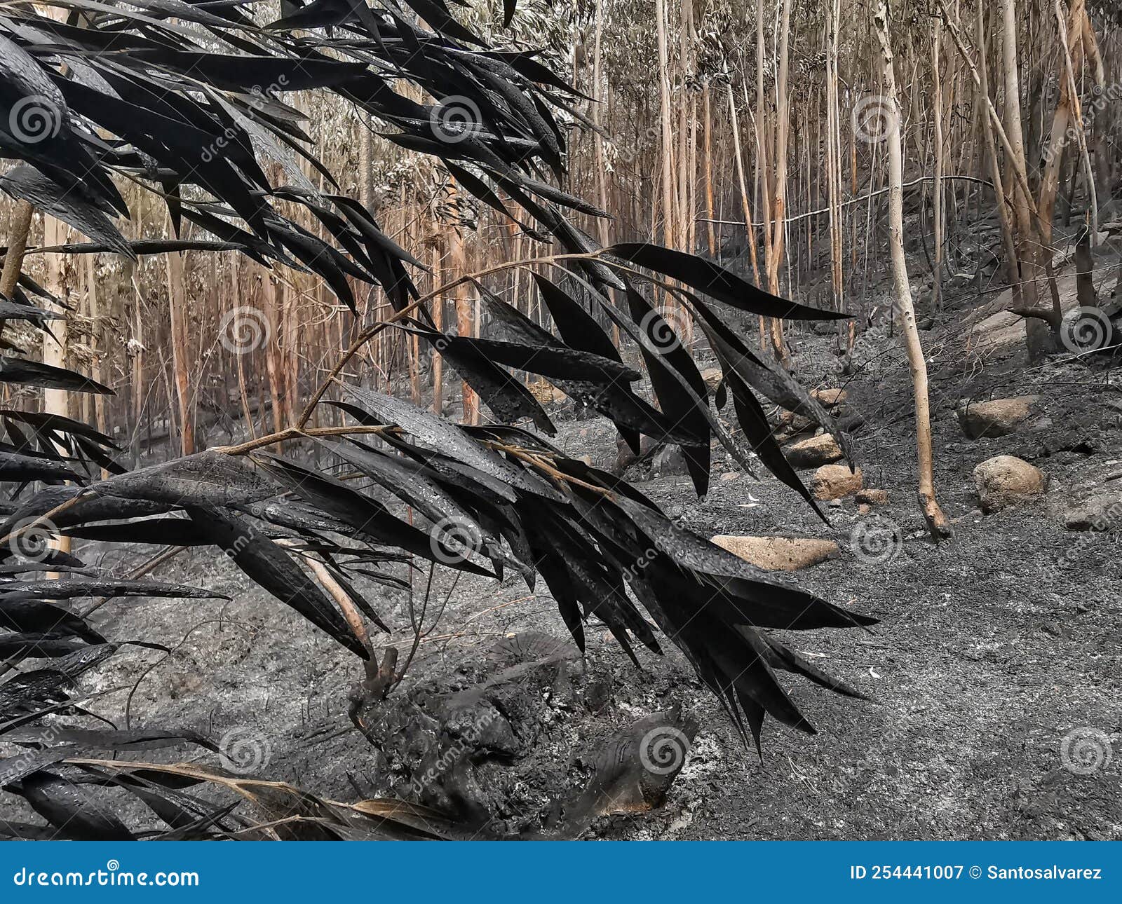 Devastation by a Large Forest Fire Stock Image - Image of plant ...