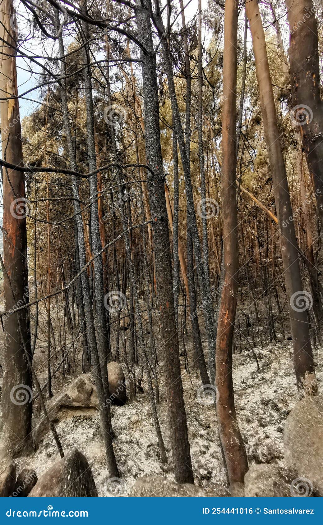Devastation by a Large Forest Fire Stock Photo - Image of mountain ...