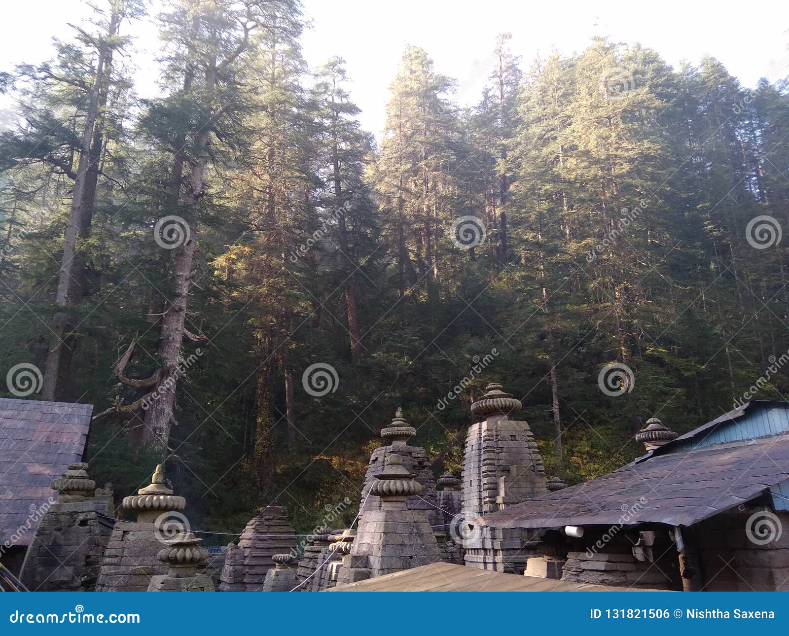 Devdar Trees Photos - Free & Royalty-Free Stock Photos from Dreamstime