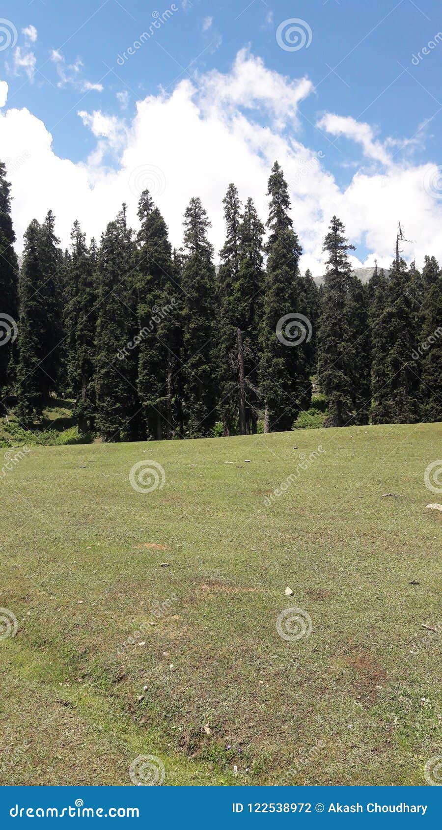 Devdar tree stock photo. Image of gulmurg, summer, tree - 122538972