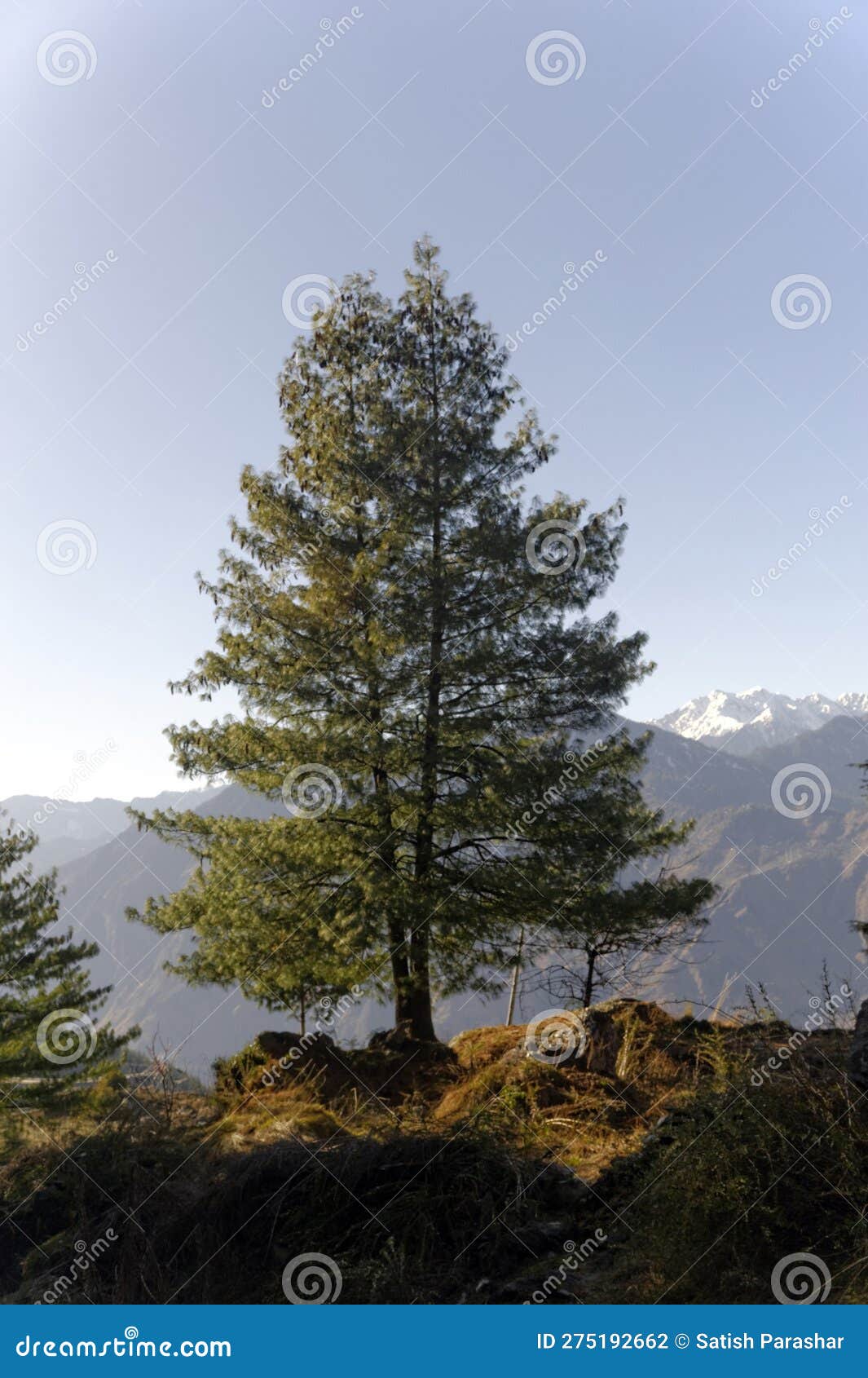 Devdar Trees on the Edge of a Himalayan Valley and Snow Capped Mountain ...