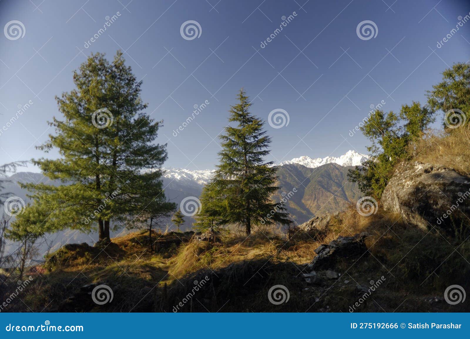 Devdar Trees on the Edge of a Himalayan Valley and Snow Capped Mountain ...