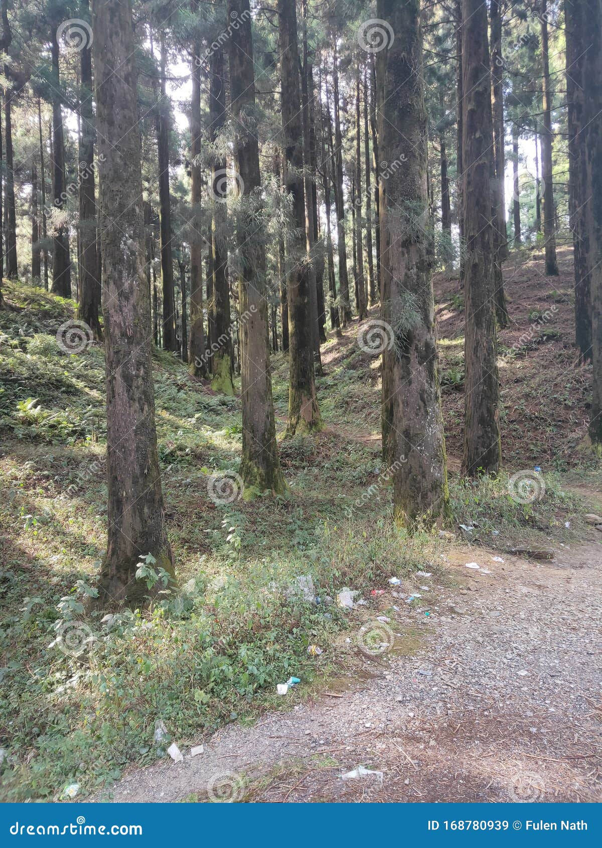 Devdaru Tre Darjeeling Phulkhola West Bengal India Nepal Ariya Immagine ...