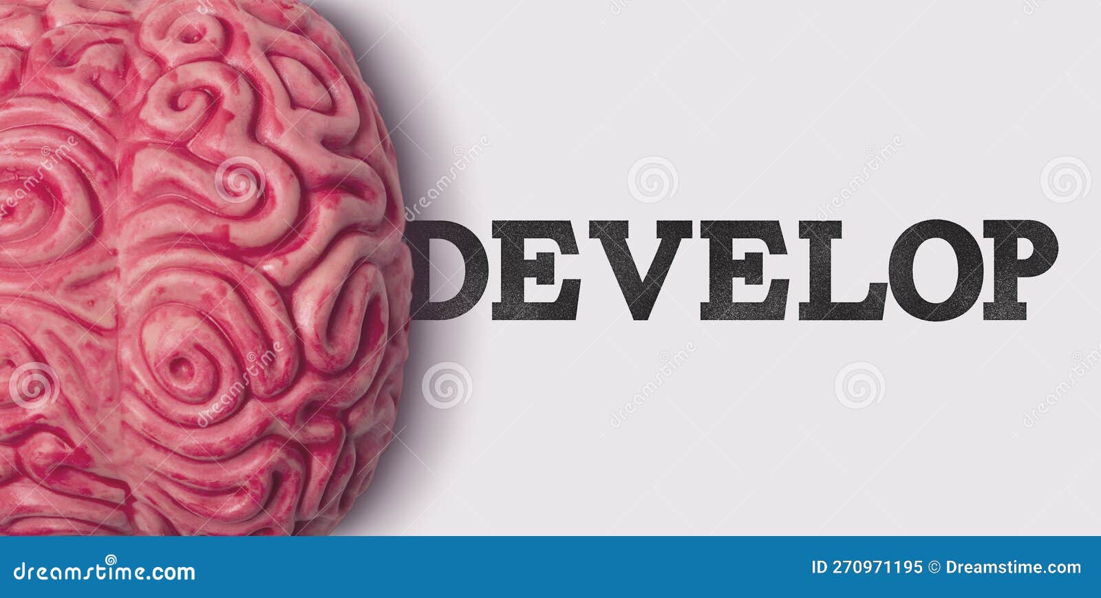 Develop Word Next To a Human Brain Model Stock Image - Image of ...