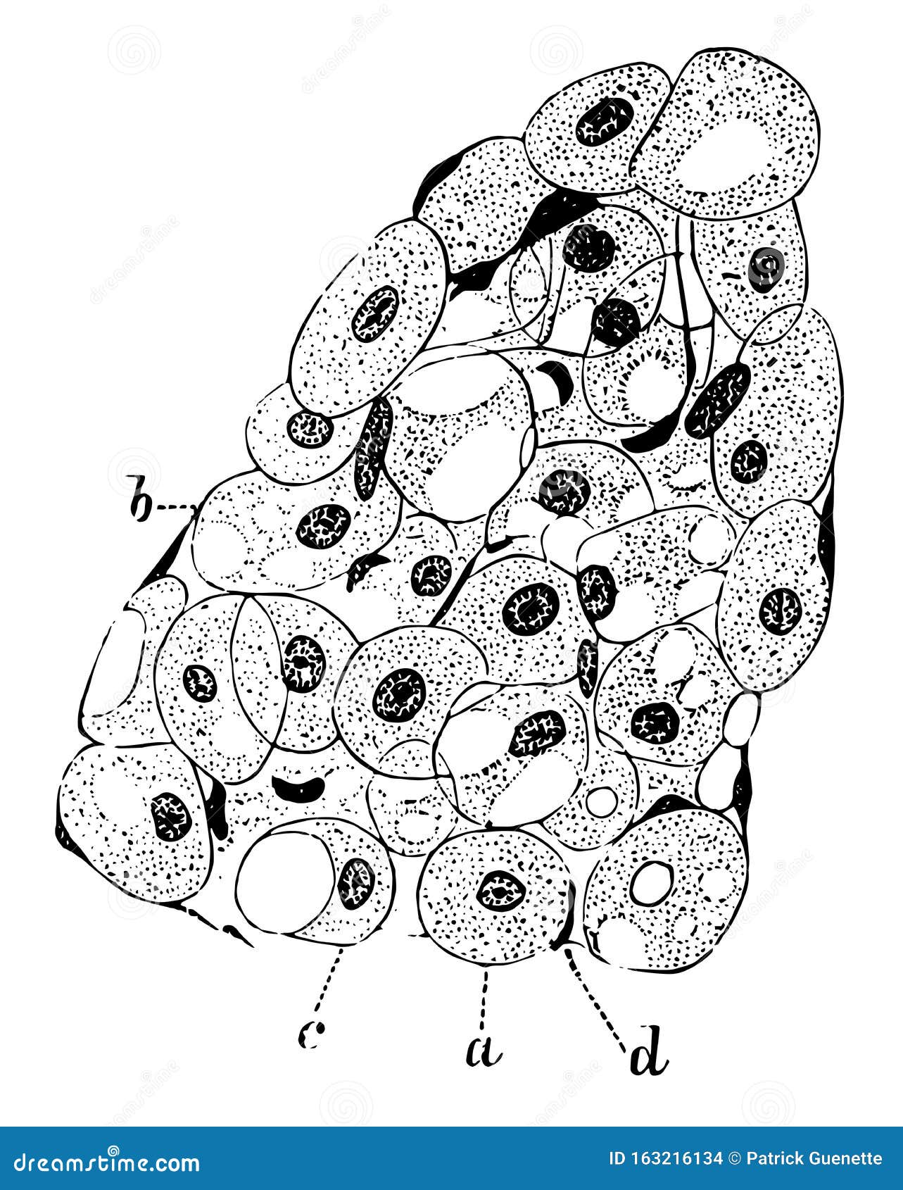 Developing Adipose Tissue In Fetus, Vintage Illustration ...