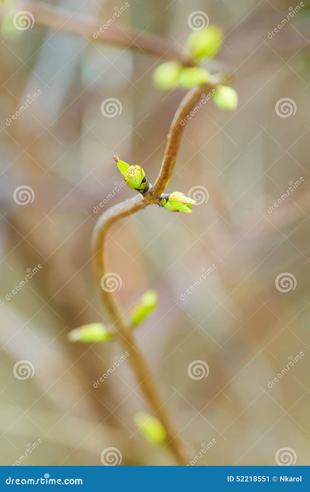 Developing Buds in Early Spring Season on Branch Stock Image - Image of ...