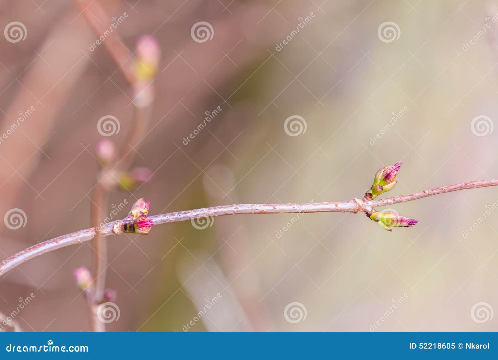 Developing Buds in Early Springtime on Tree Branch Stock Image - Image ...