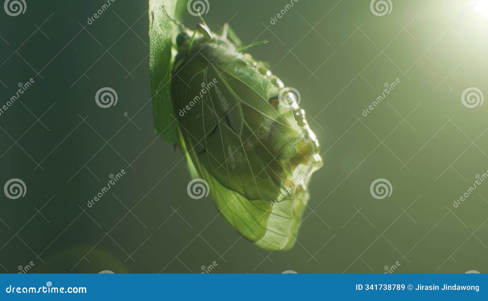 Developing Butterfly Embryo Within Cocoon Structure Royalty-Free Stock ...