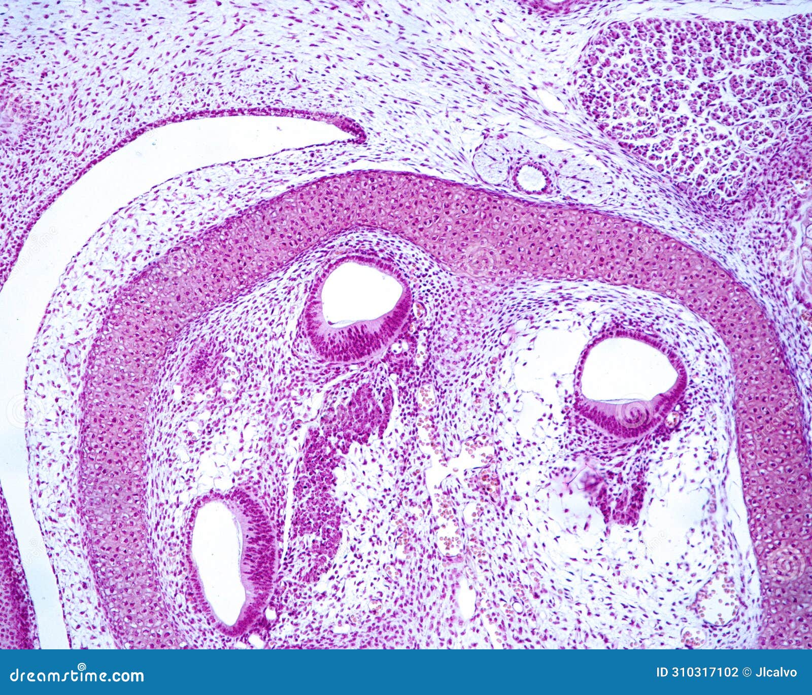 Developing cochlea stock photo. Image of histological - 310317102