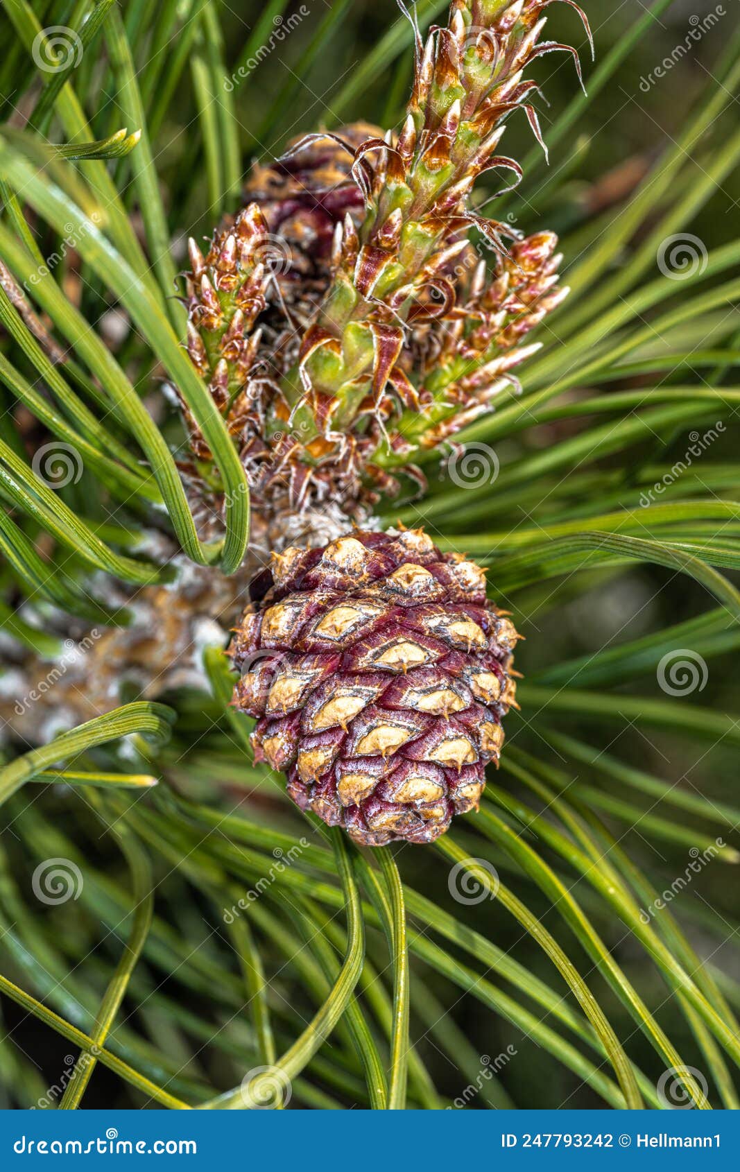 Developing Cone of Chinese Red Pine Stock Photo - Image of outdoors ...