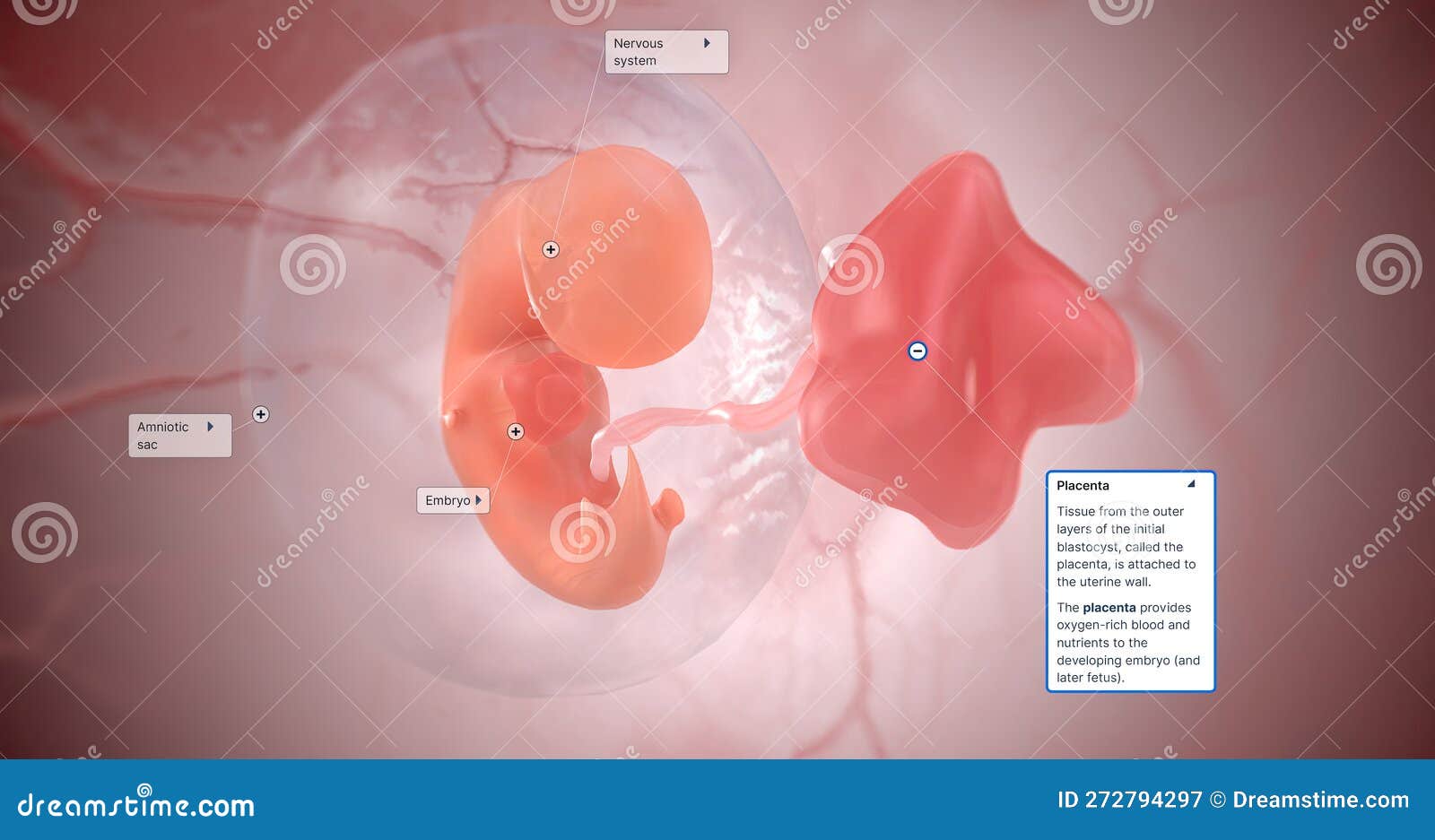 The Developing Embryo Forms Different Layers of Epiblast and Hypoblast ...