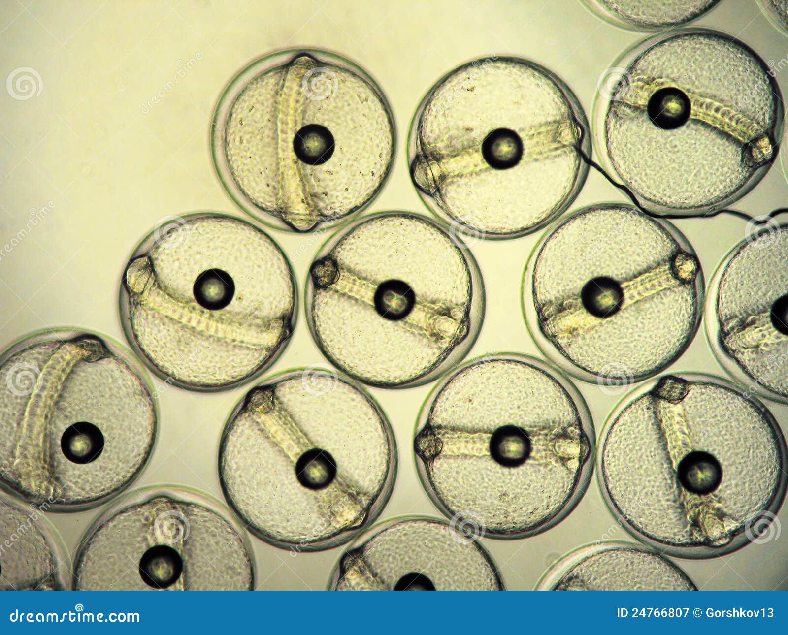Developing fish eggs stock image. Image of germ, gastrula - 24766807
