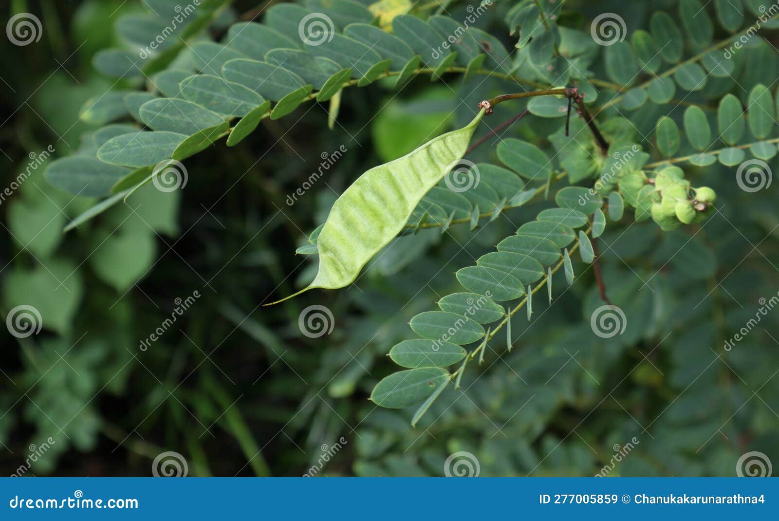 Senna Auriculata, Commonly Known By Its Local Names Matura Tea Tree ...