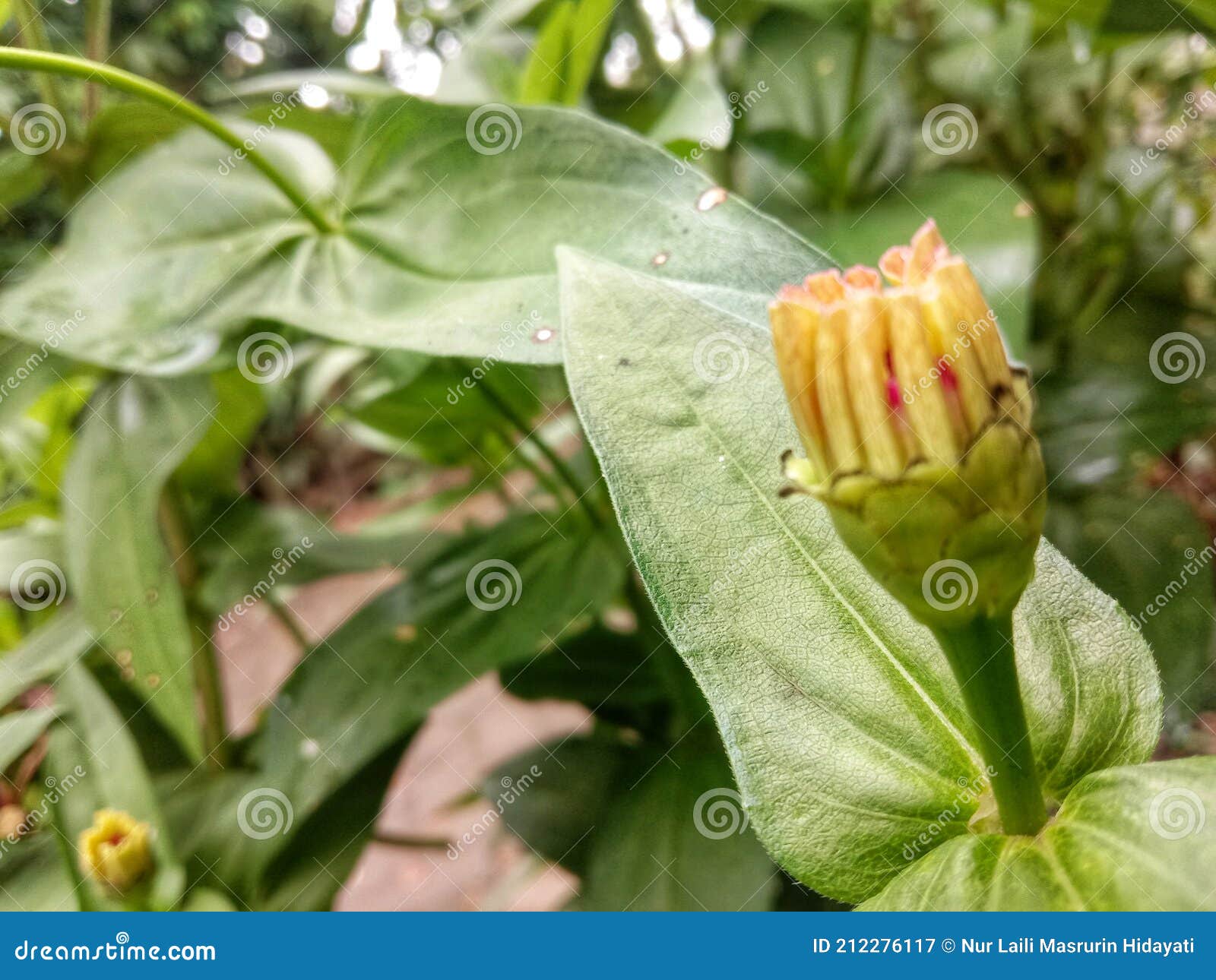 Developing Flower stock image. Image of branch, leaf - 212276117