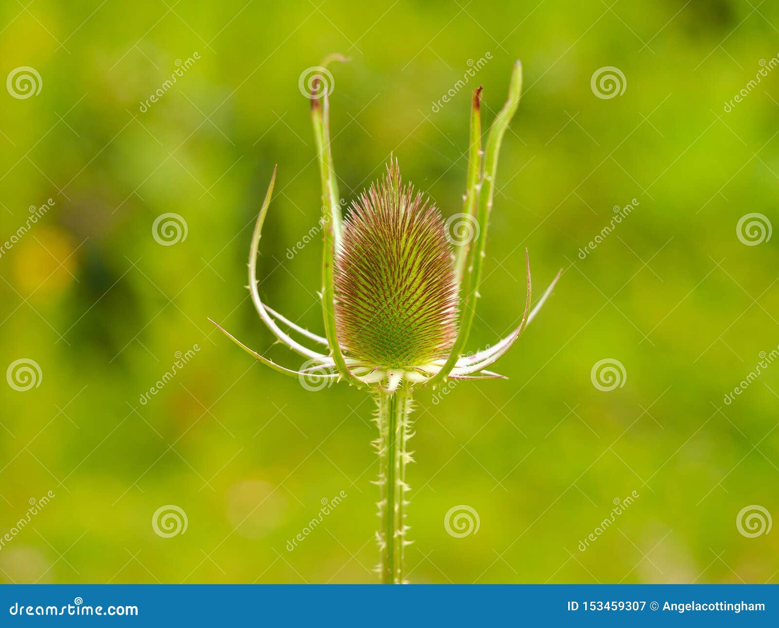 Developing Flower on a Teasel Plant Stock Image - Image of stem, wild ...