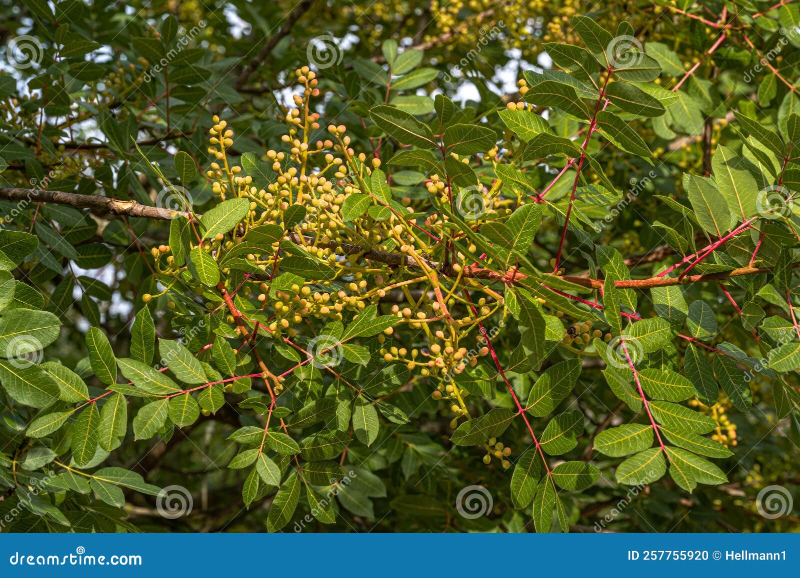 Developing Fruits of the Terebinth Tree Stock Photo - Image of ...