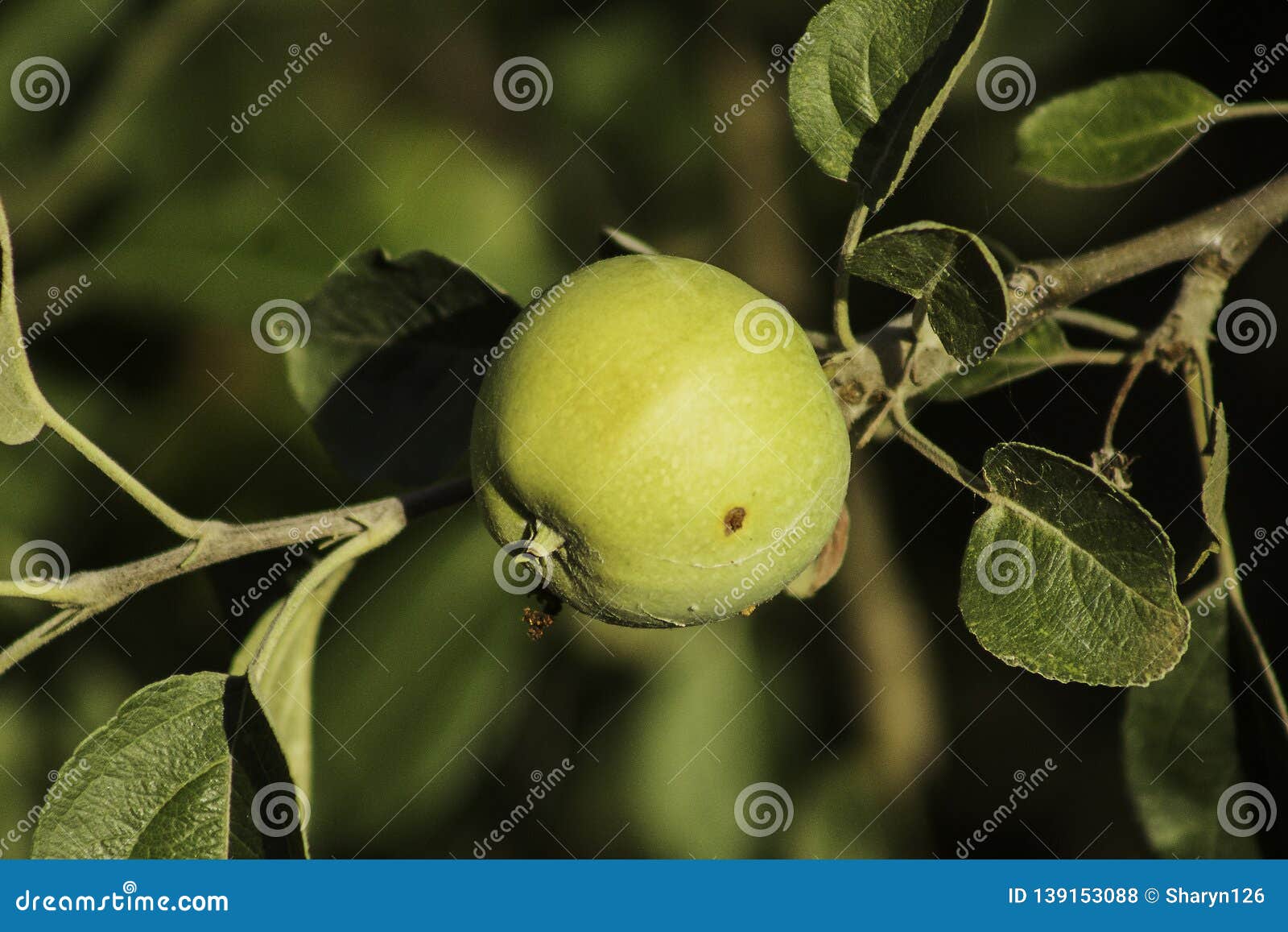A Developing Green Apple on the Tree with a Small Brown Blemish Stock ...