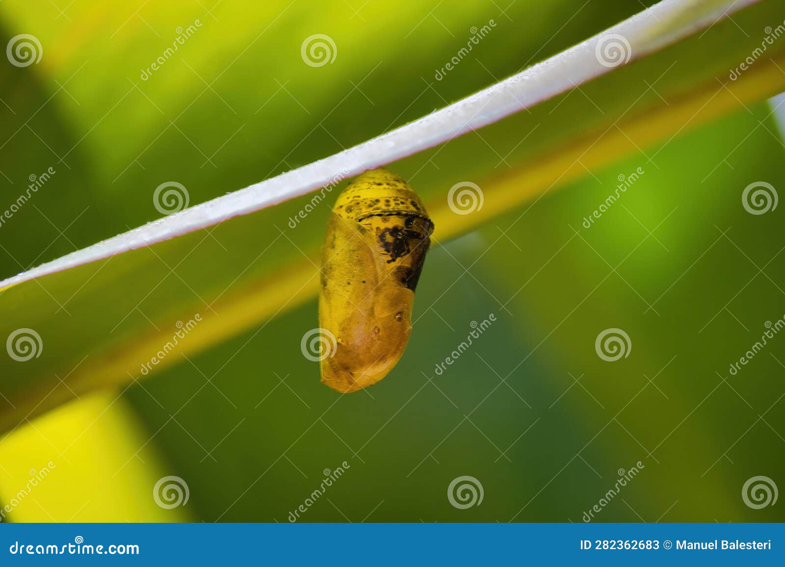 Developing Monarch Chrysalis. Stock Image - Image of developing, grass ...