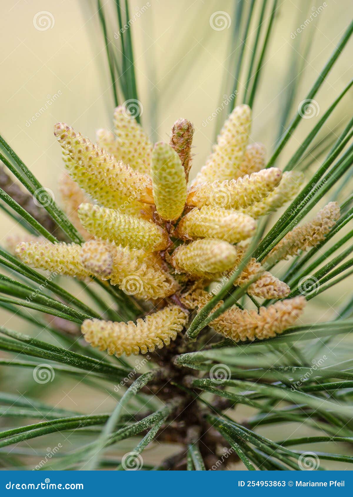 The Developing Pine Cones, or Strobili, on a Texas Pine Tree Stock ...