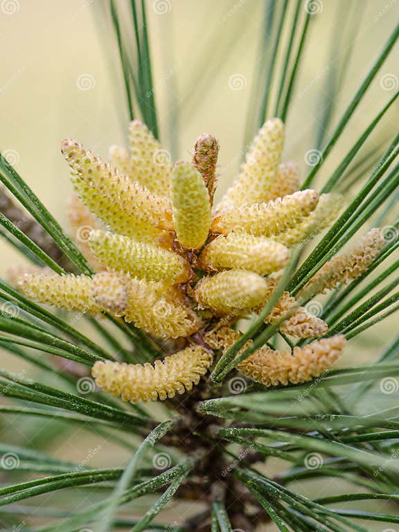 The Developing Pine Cones, or Strobili, on a Texas Pine Tree Stock ...