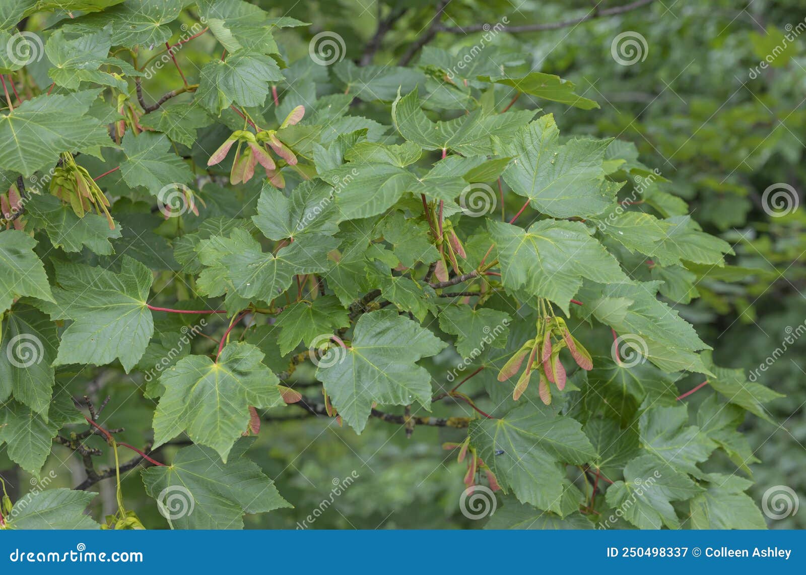 The Developing Seeds of the Sycamore Tree Stock Image - Image of flora ...