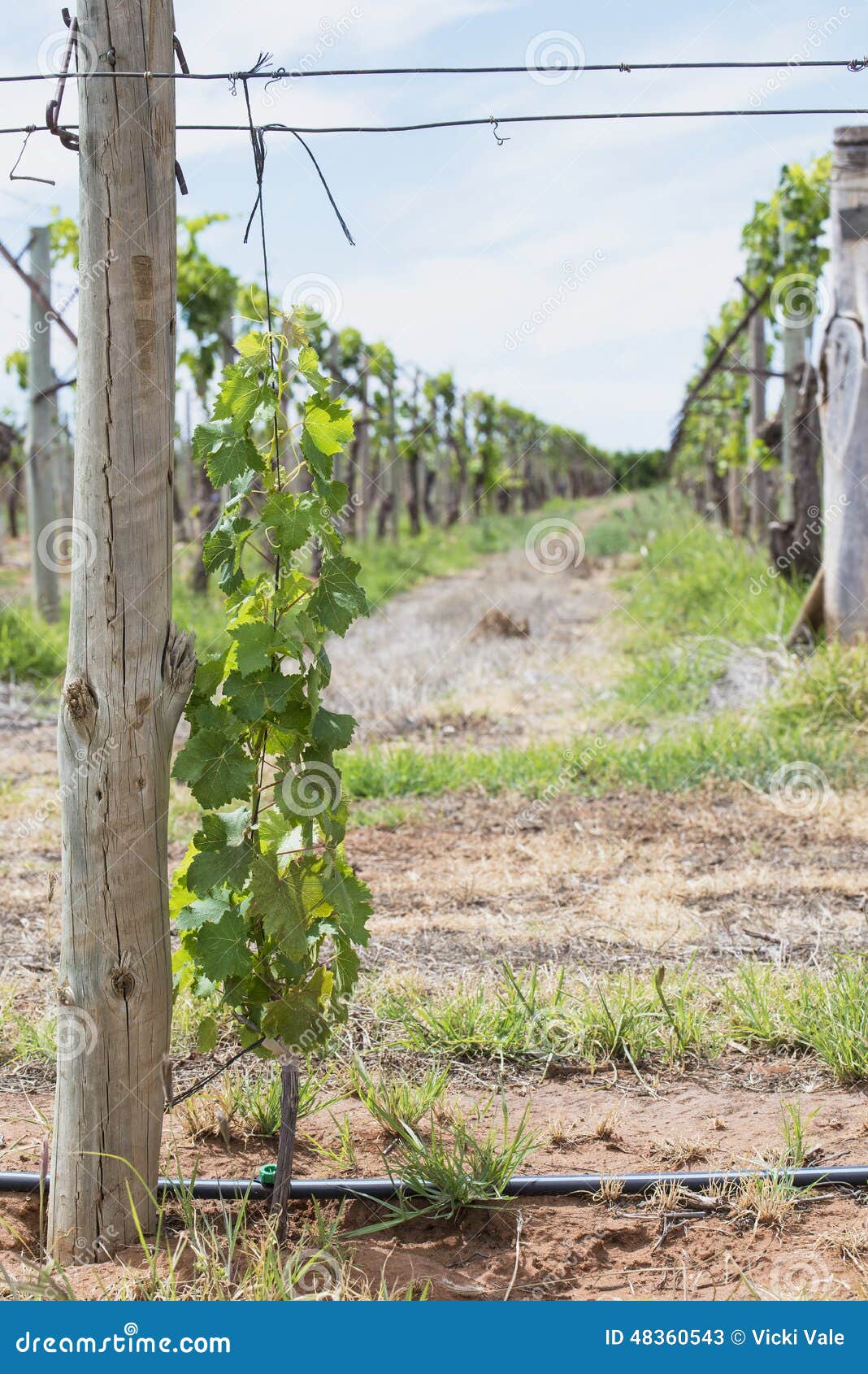 Developing Young Vine in Vineyard. Stock Image - Image of established ...