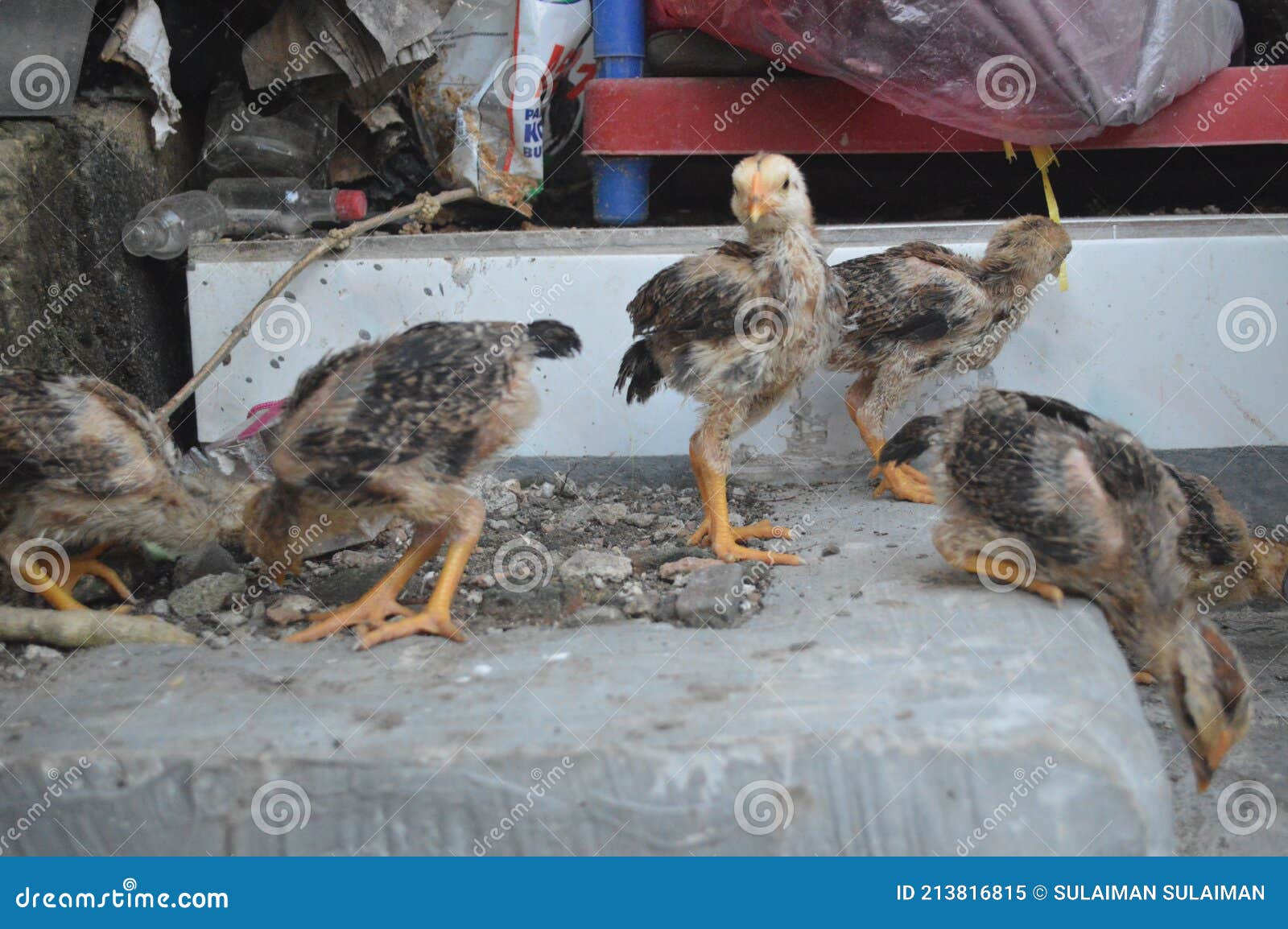 The Development of Chicks at One Month Old Stock Image - Image of ...
