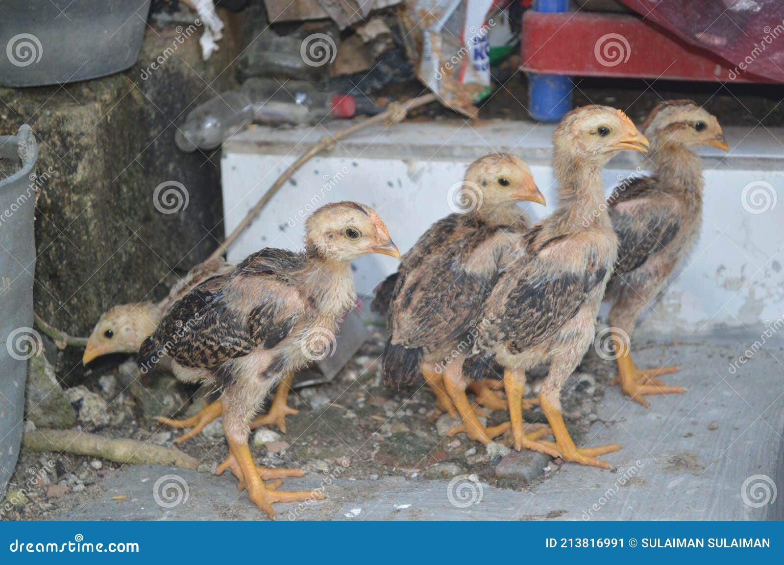 The Development of Chicks at One Month Old Stock Image - Image of month ...