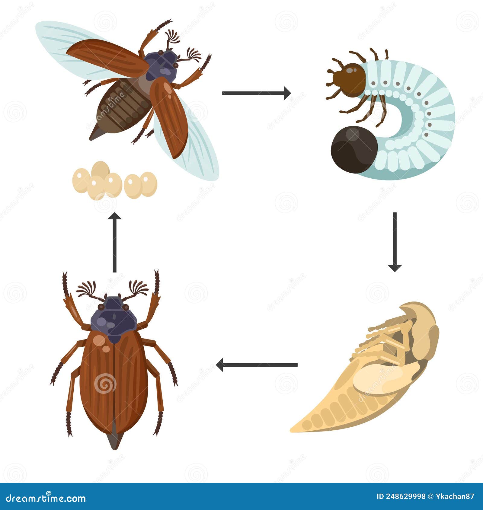 Development Cycle Of Chafer, May Bug, Melolontha Melolontha. Imago ...