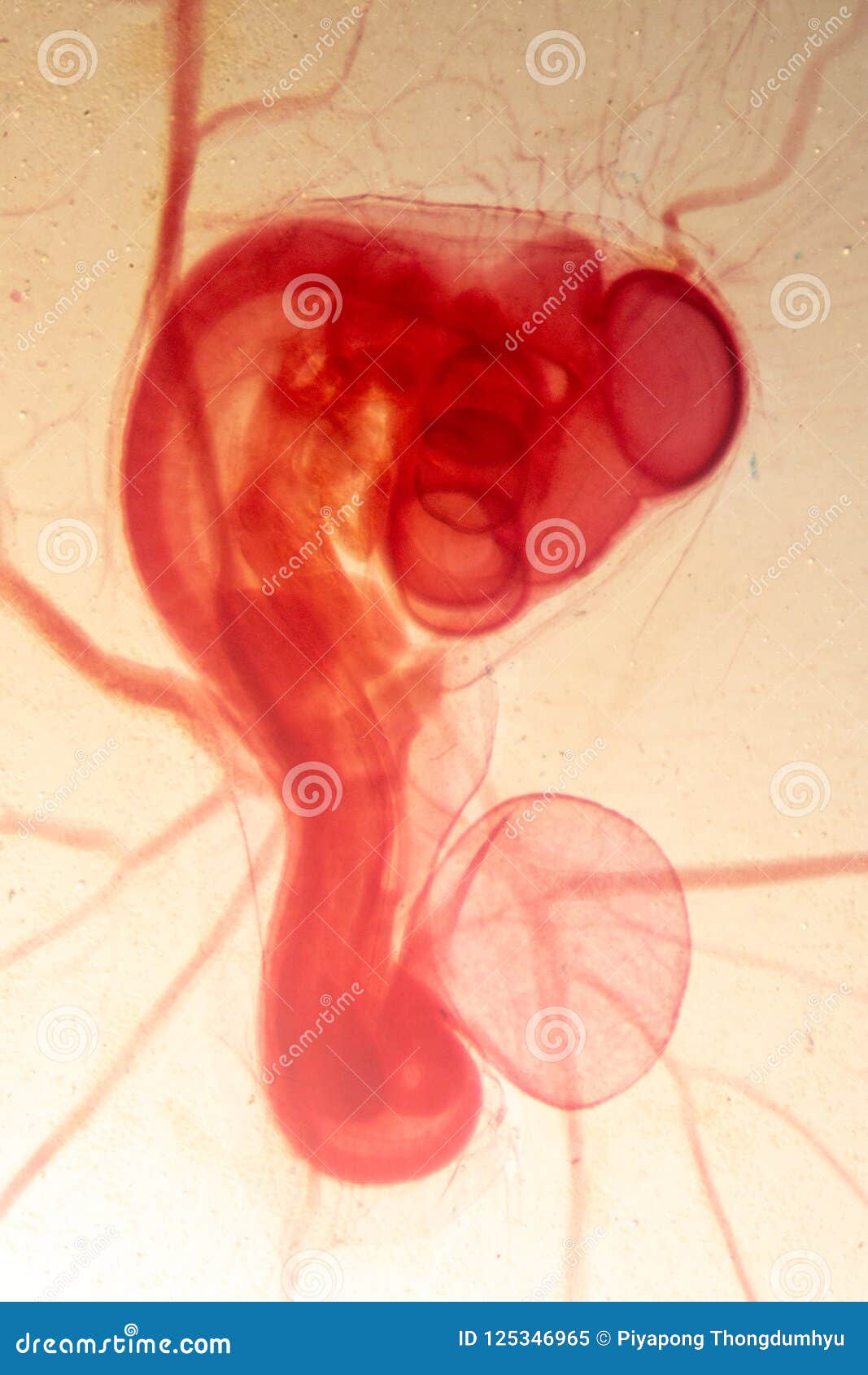 Development of the Embryo Chicken. Stock Image - Image of blastoderm ...