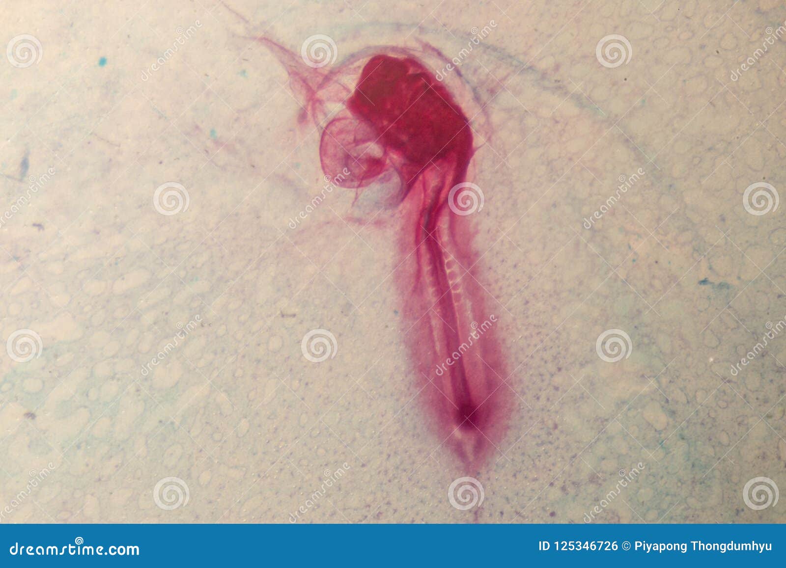 Development of the Embryo Chicken. Stock Photo - Image of circle ...
