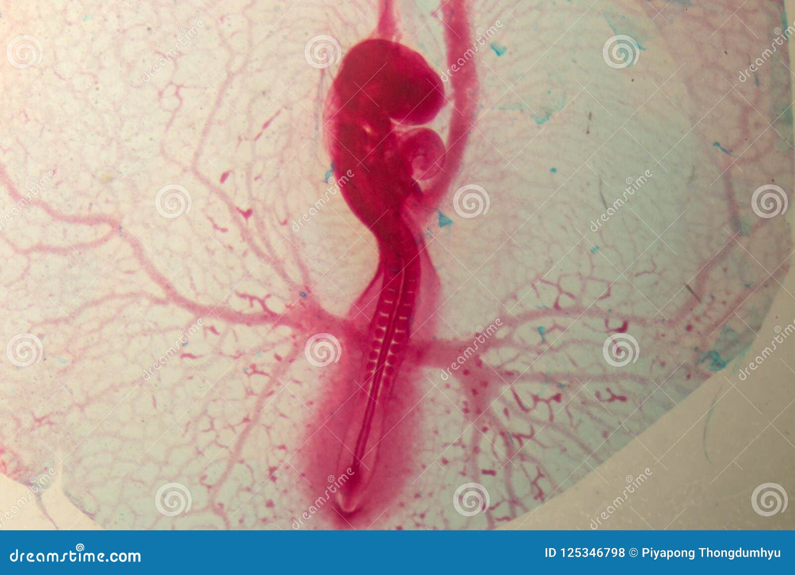 Development of the Embryo Chicken. Stock Photo - Image of circulatory ...