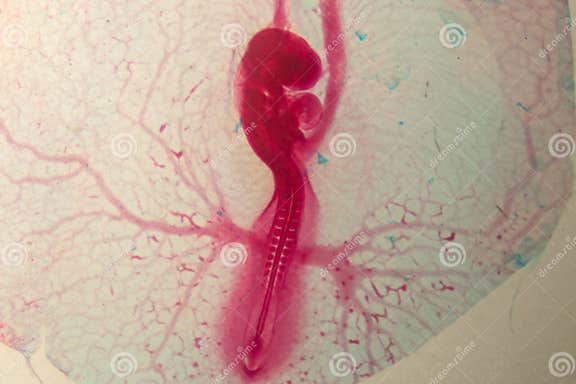 Development of the Embryo Chicken. Stock Photo - Image of circulatory ...